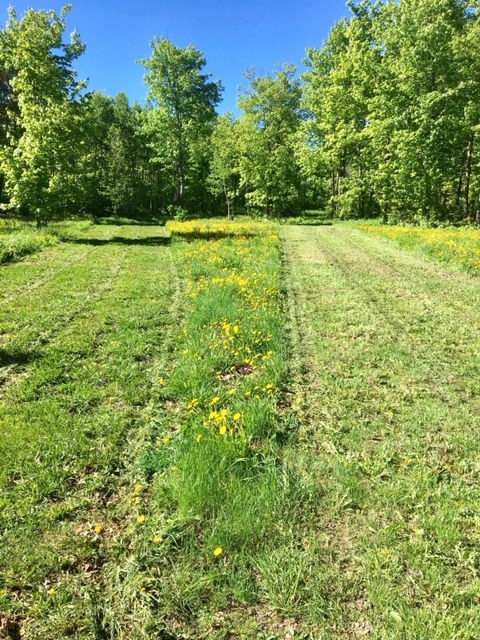 Field / Pasture Mowing